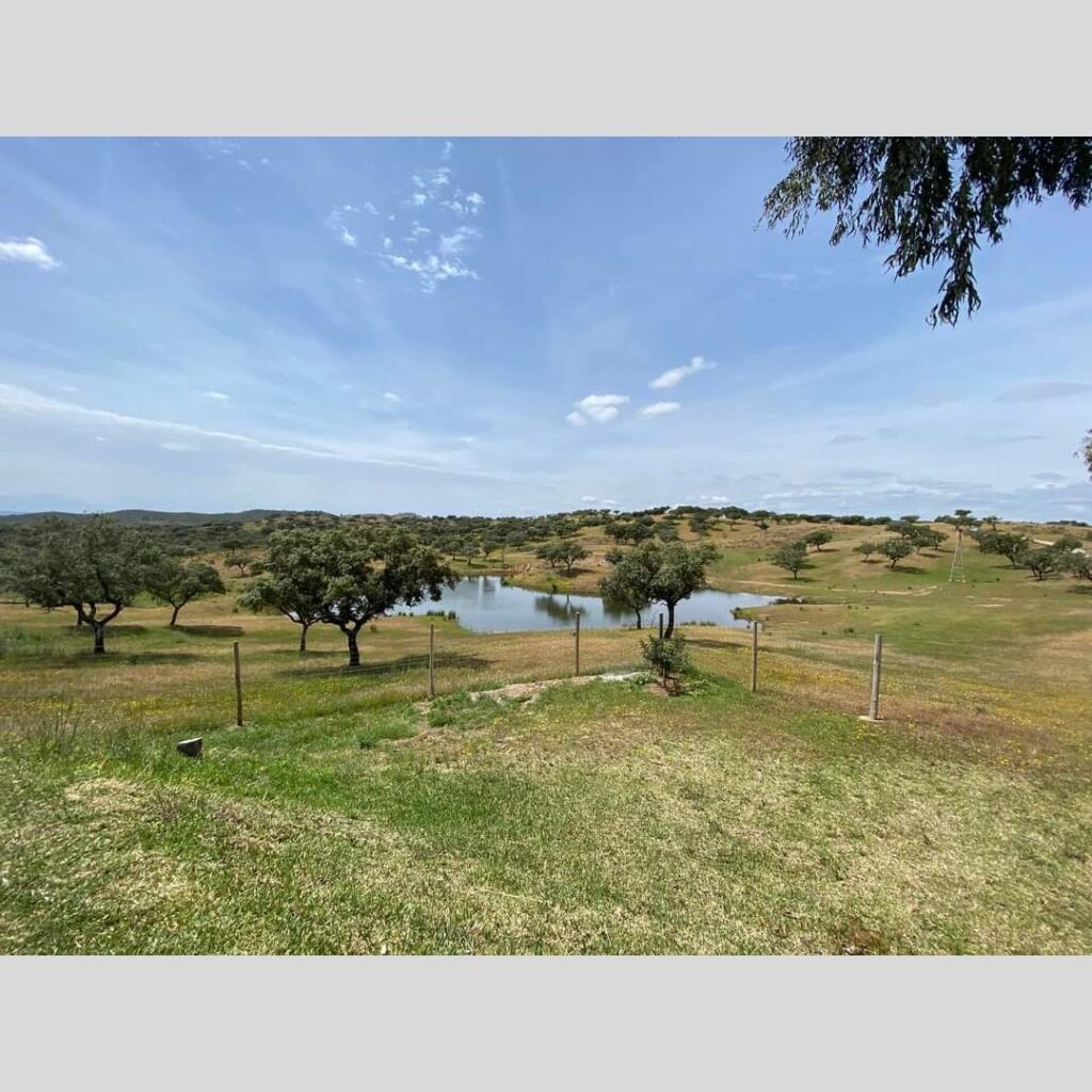 HERDADE 701,17 hectares - ZPH