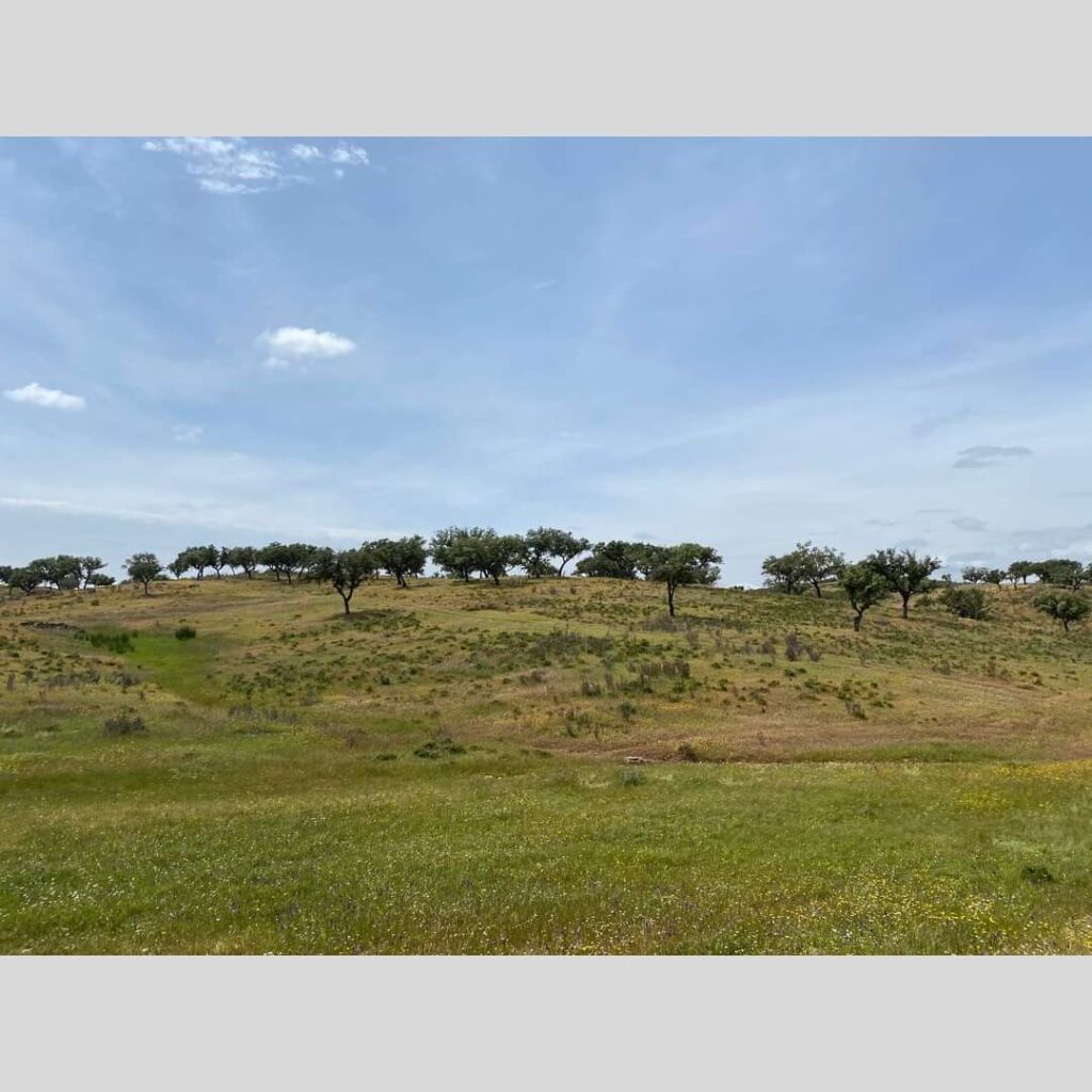 HERDADE 701,17 hectares - ZPH